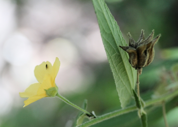 North Queensland Plants - Malvaceae